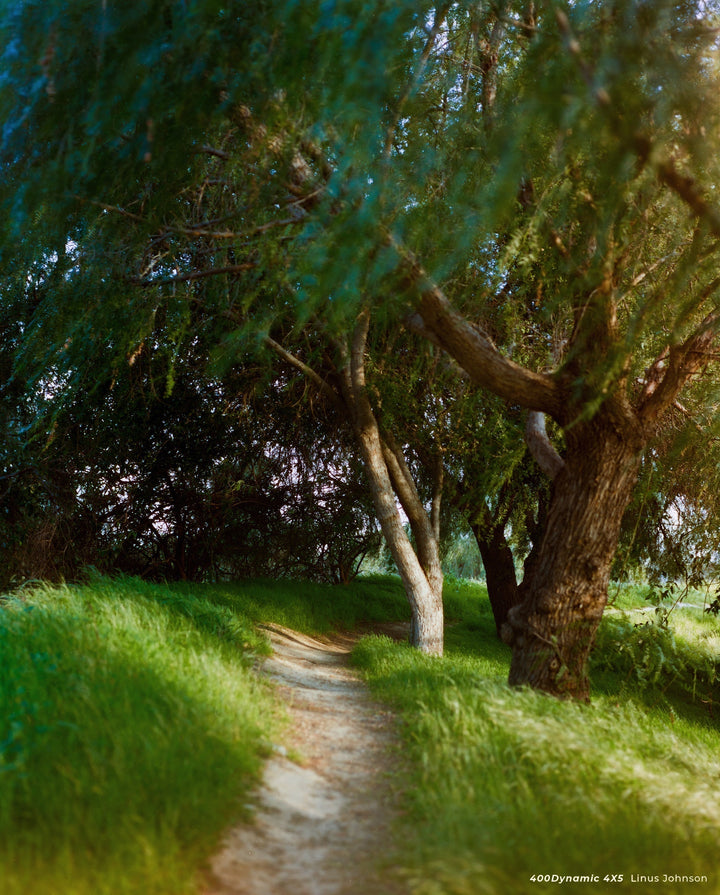 CineStill 400Dynamic Versatile Color Negative Film, 4x5 4x5, EI 400, 25 ...